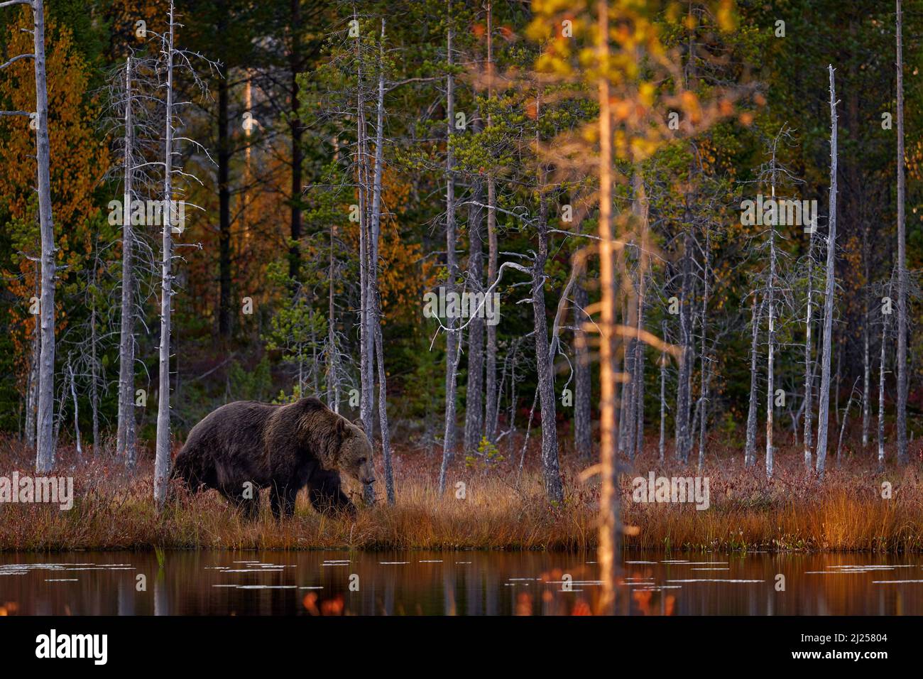 Autumn nature. Bear hidden in yellow forest. Fall trees with bear ...