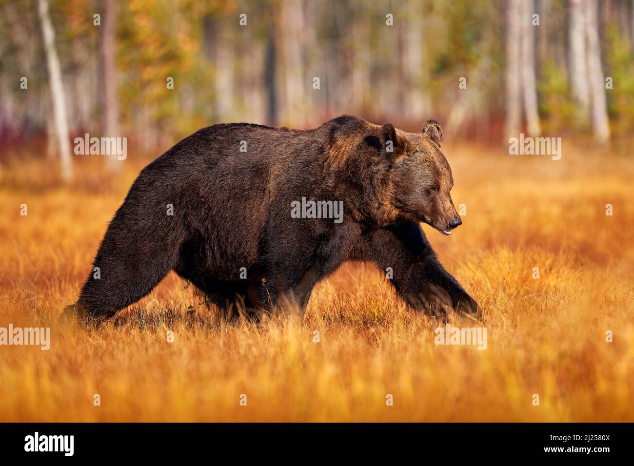 Autumn nature. Bear hidden in yellow forest. Fall trees with bear ...