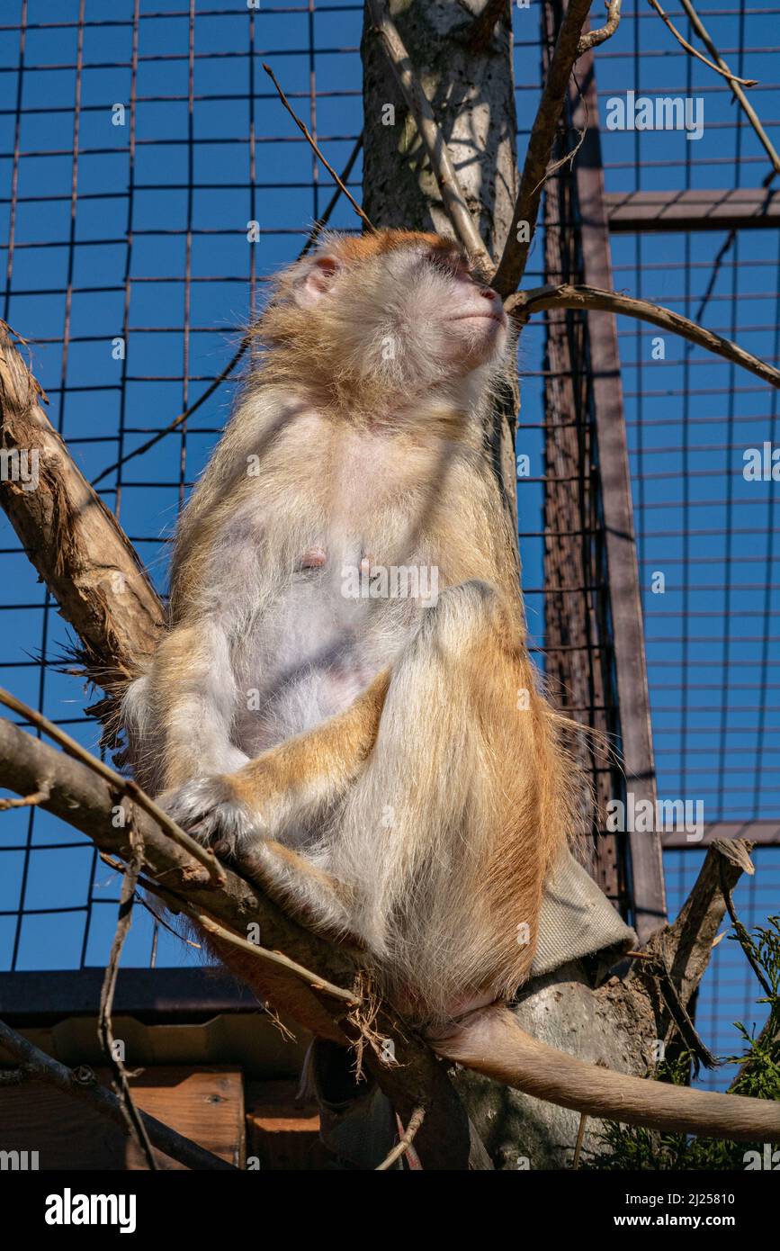 A common patas monkey (Erythrocebus patas) in the zoo Stock Photo - Alamy