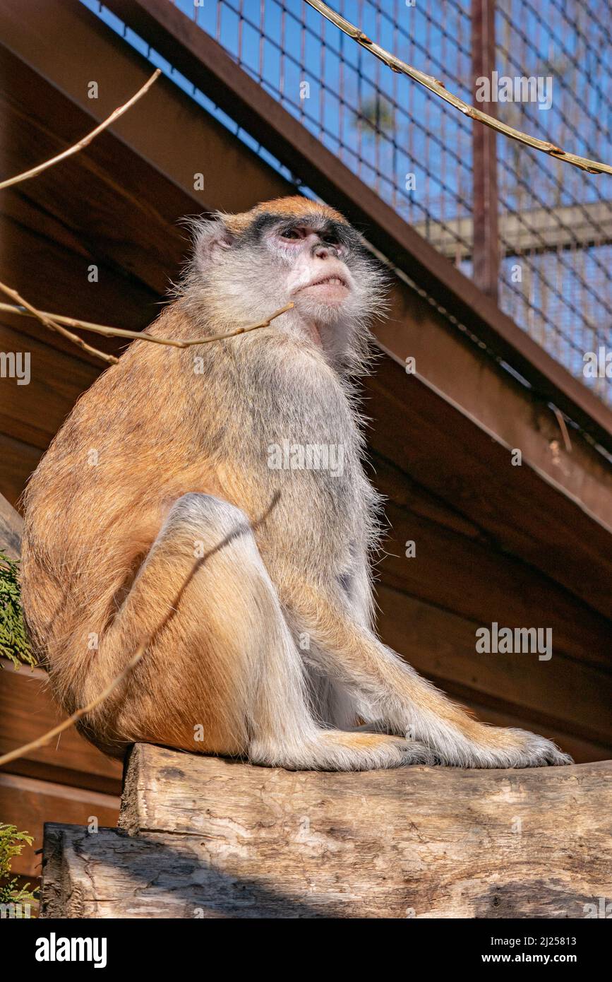 A common patas monkey (Erythrocebus patas) in the zoo Stock Photo - Alamy