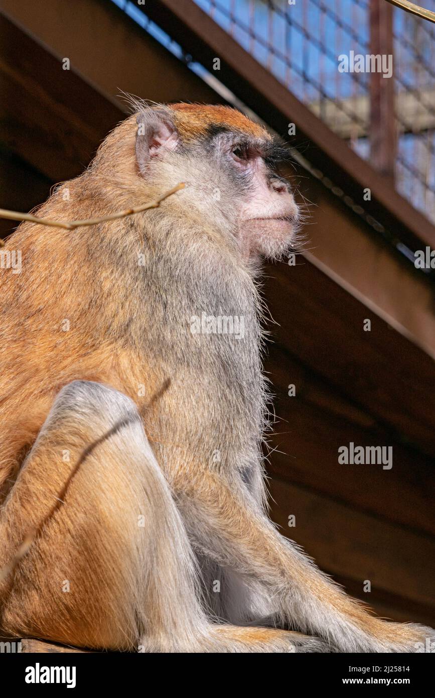 A common patas monkey (Erythrocebus patas) in the zoo Stock Photo - Alamy