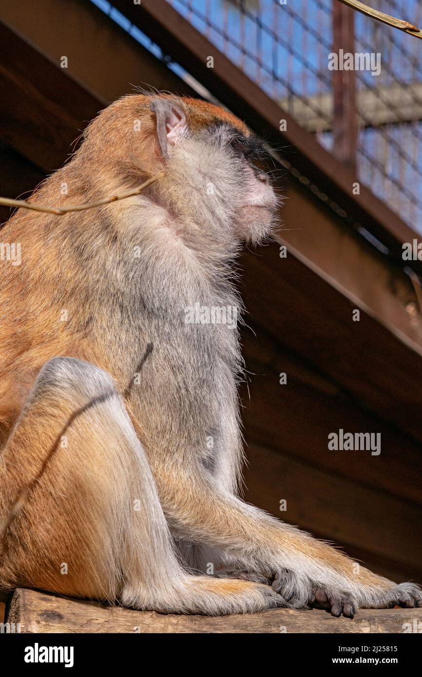 A common patas monkey (Erythrocebus patas) in the zoo Stock Photo - Alamy