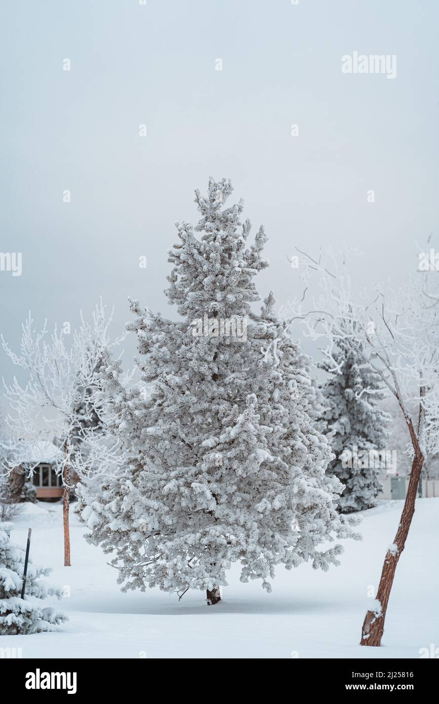 A vertical shot of a snow-covered fir tree in a park during winter with ...