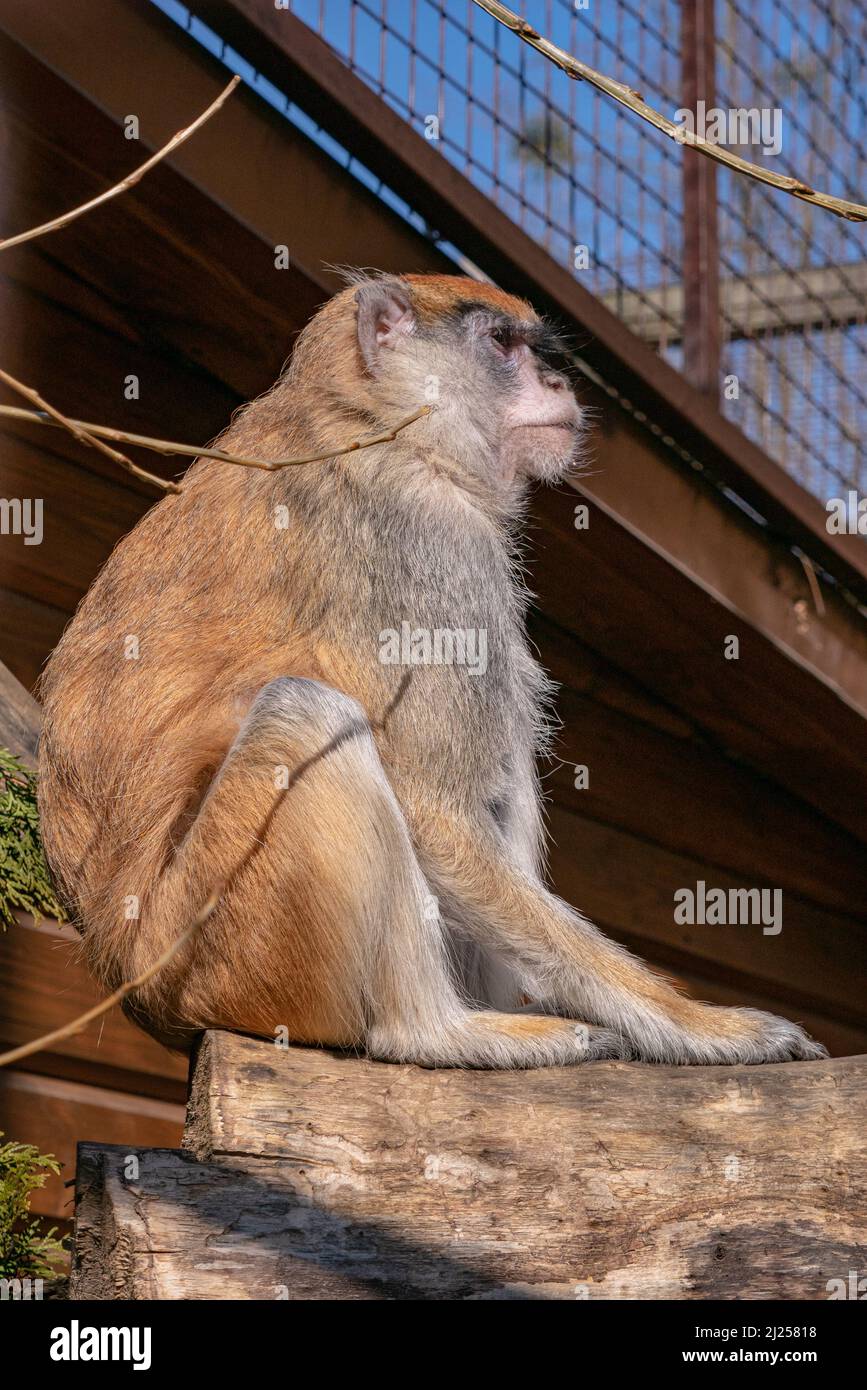 A common patas monkey (Erythrocebus patas) in the zoo Stock Photo - Alamy