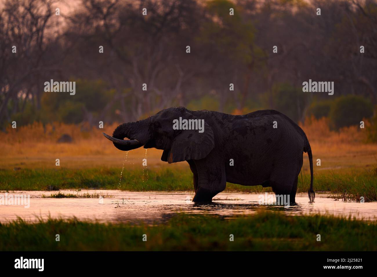 Sunset, Khwai elephant drinking. Big animal in the old forest. evening ...