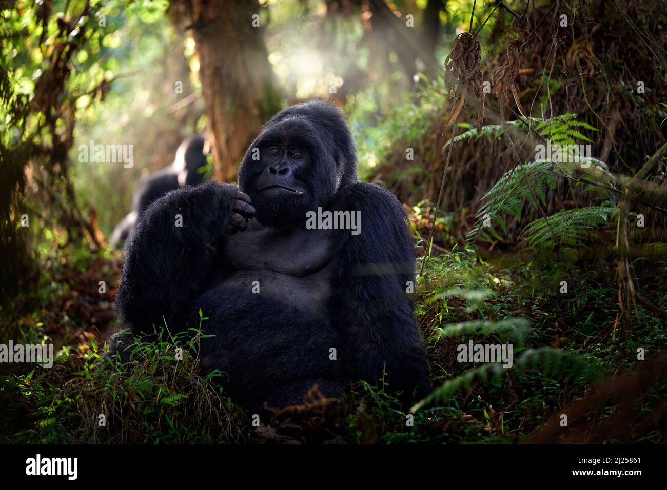 Mountain gorilla, Mgahinga National Park in Uganda. Close-up photo of ...
