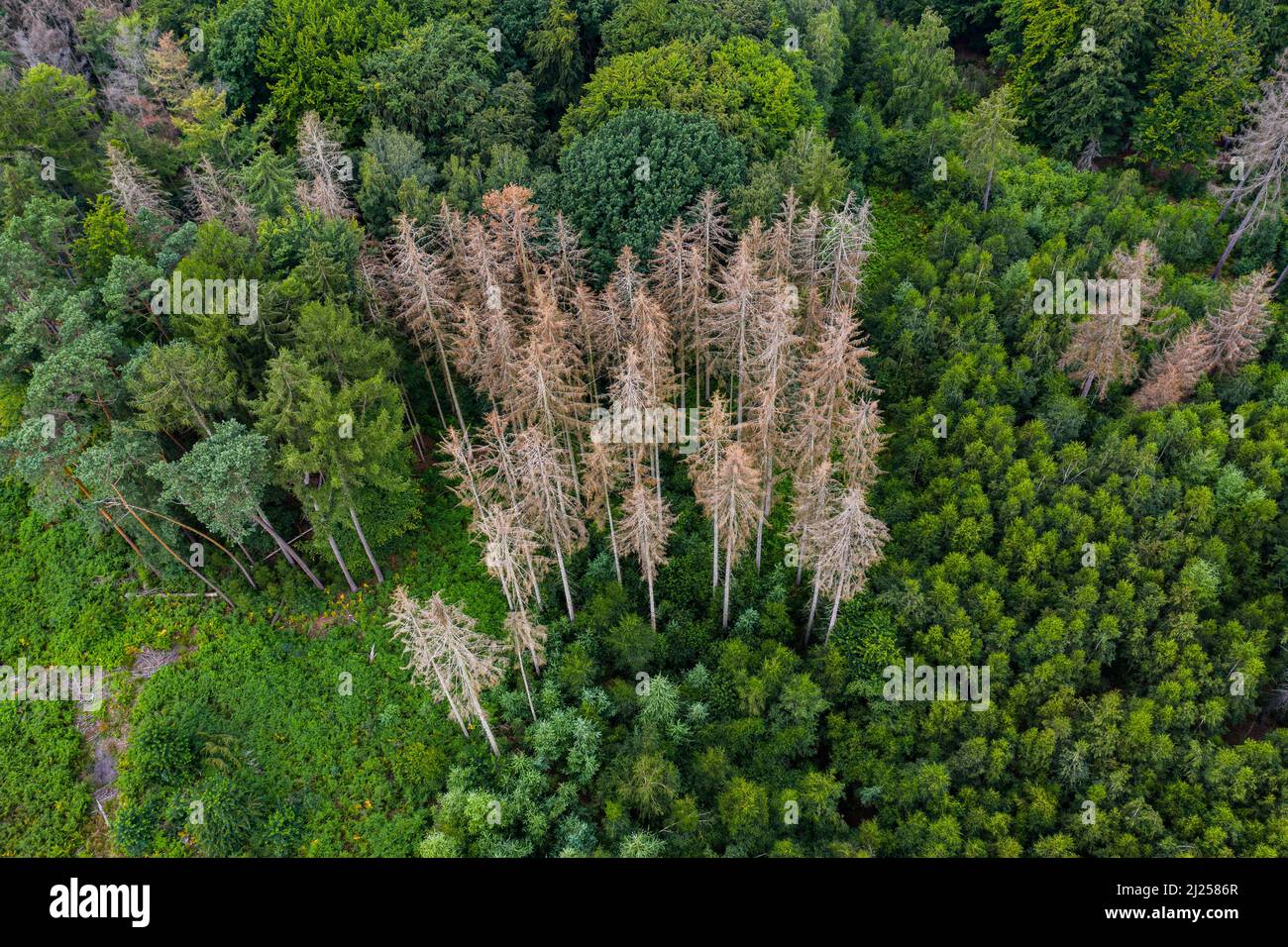 Forest dieback - conifers in the woods die due to drought and climate ...