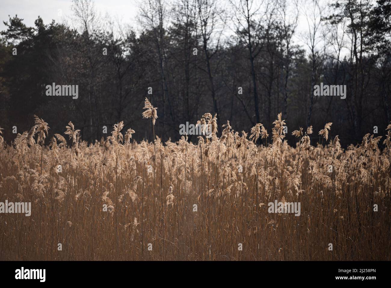 A selective focus shot of a golden reed field with a dark and ...