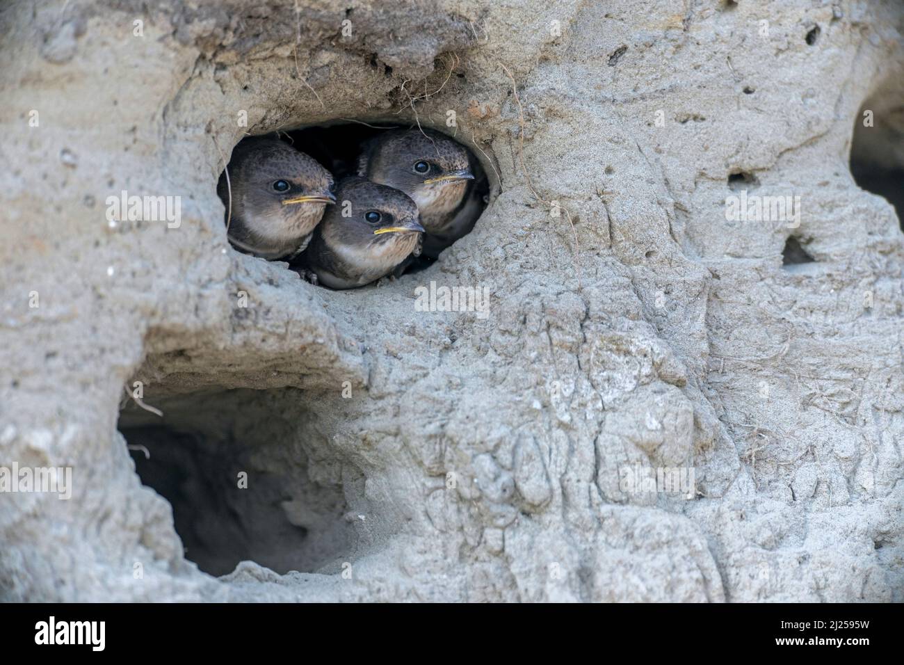 Sand martin (Riparia riparia). Three young sand martins wait for food ...