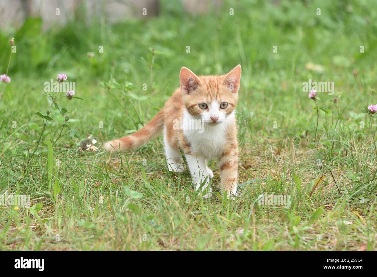 Red white tabby cat standing hi-res stock photography and images - Alamy