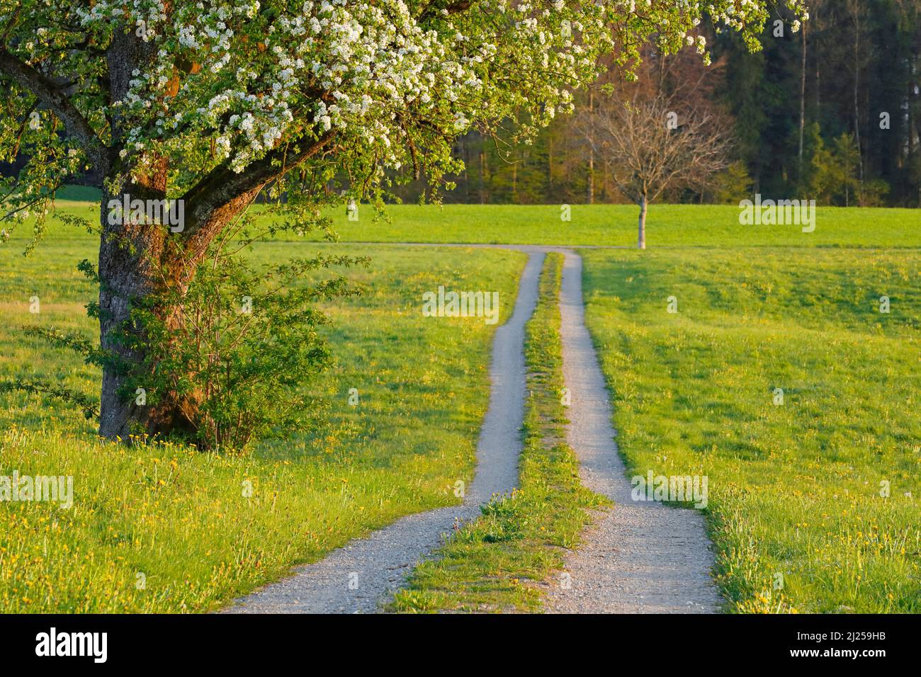 Field path in spring, lined with flower meadows and a blossoming fruit ...