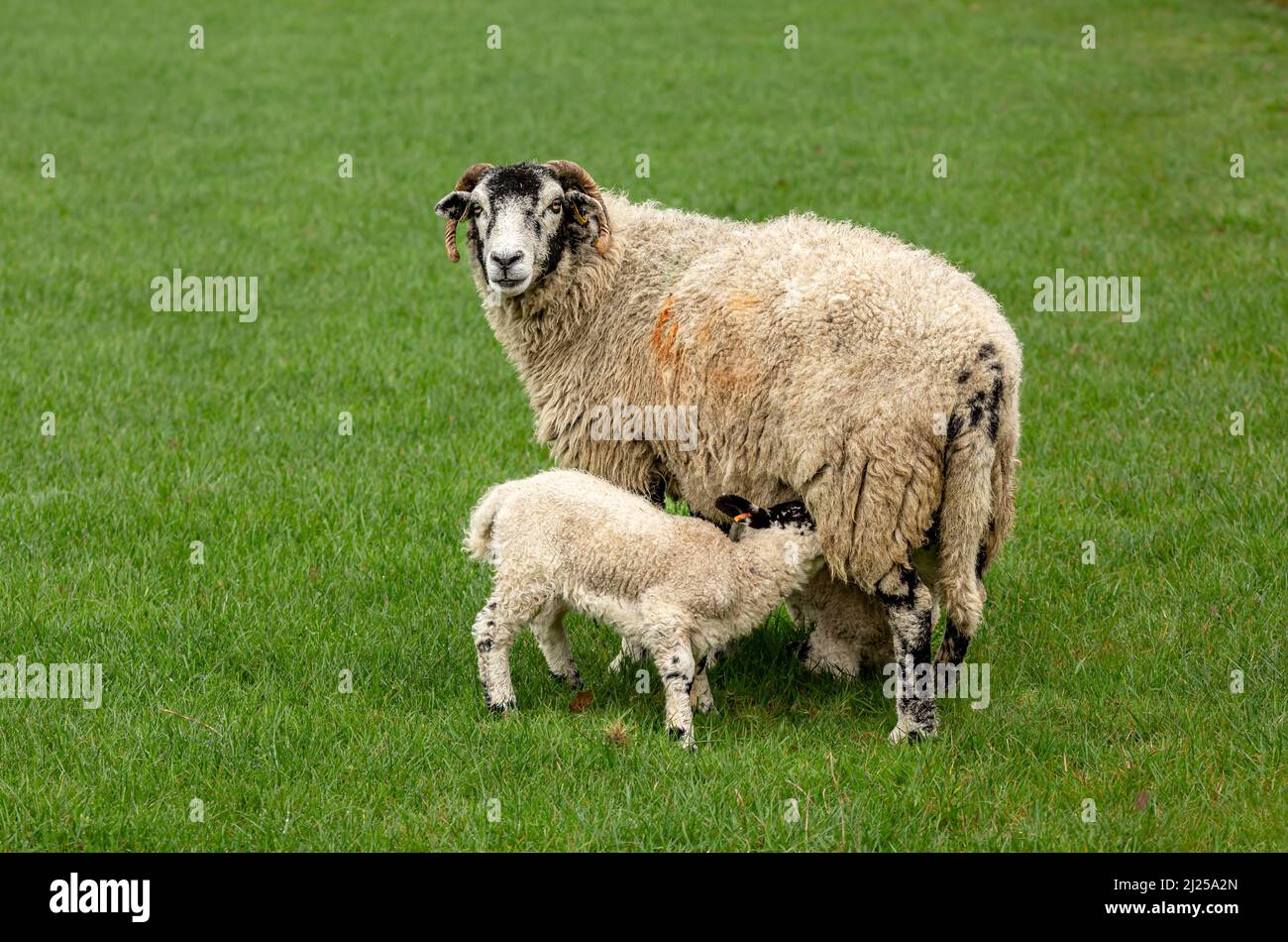 Close up of a Swaledale ewe or female sheep, facing forward in green ...