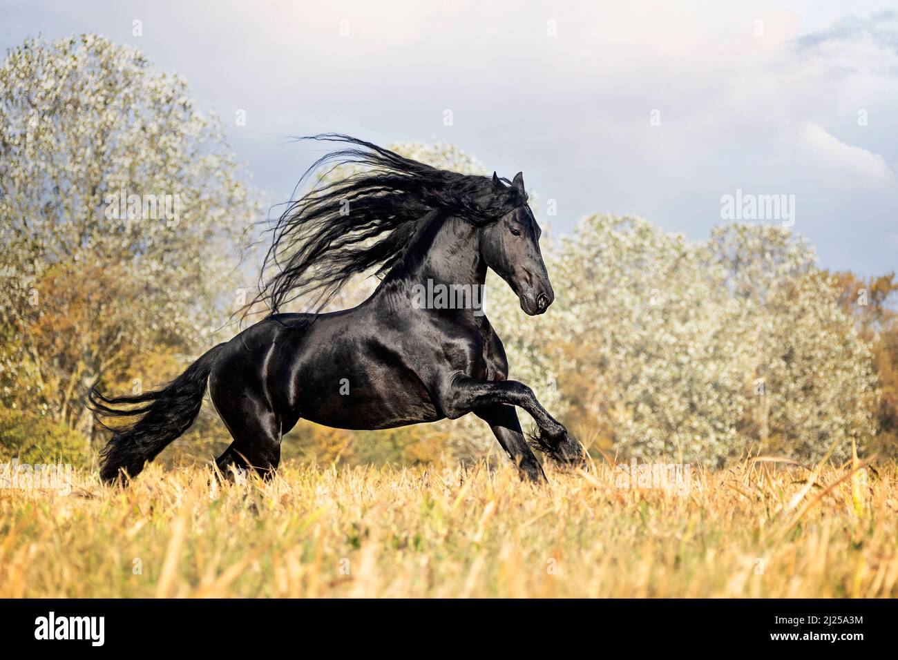 Friesian Horse. Stallion galloping on a stubble field. Italy Stock ...