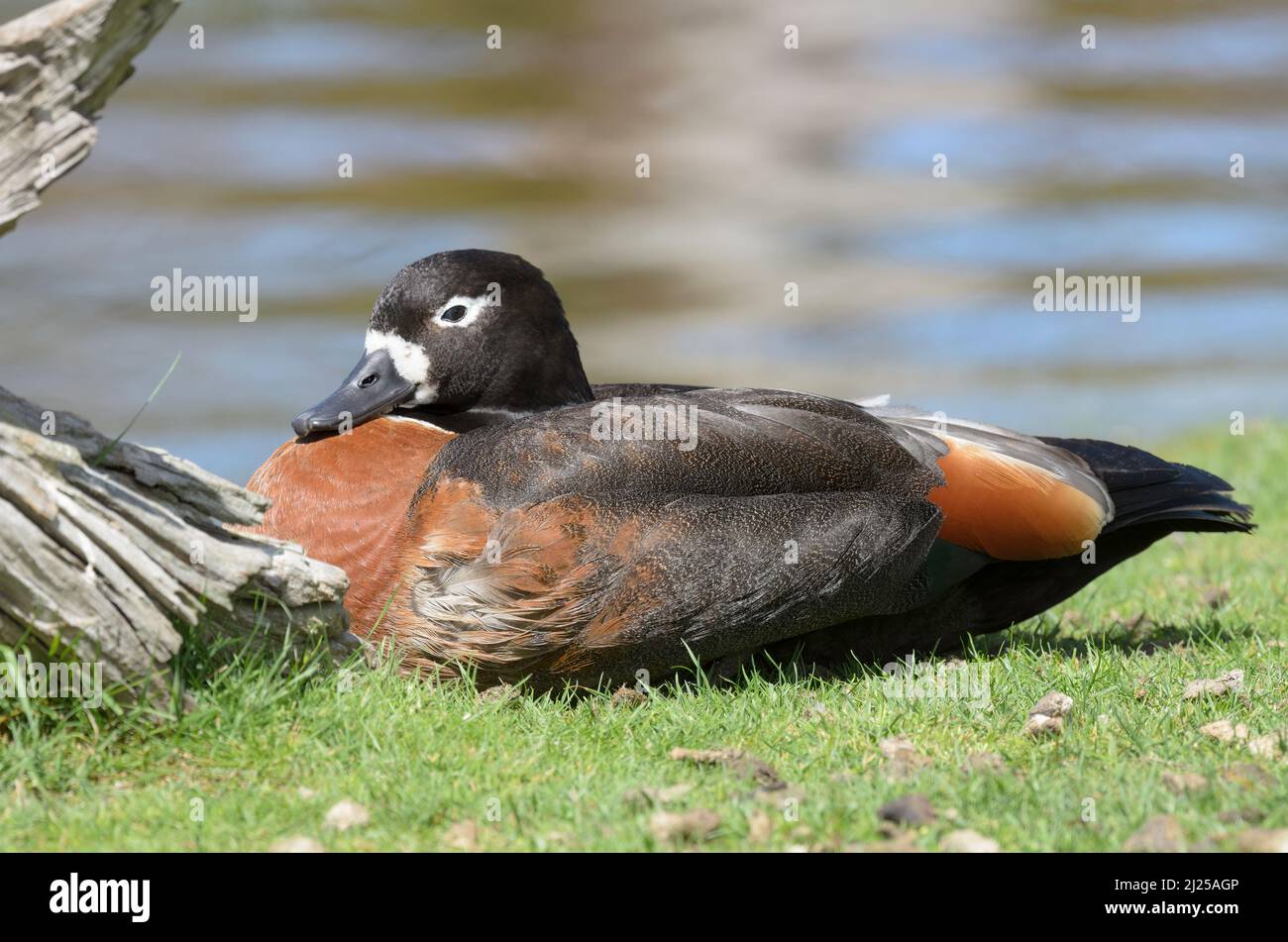 A brightly coloured female Australian Shelduck, having a rest next to ...