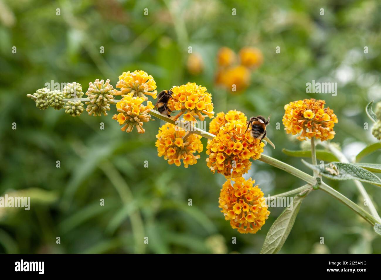 The Buddleia globosa ( Golden Ball ) growing in a garden in Scotland ...