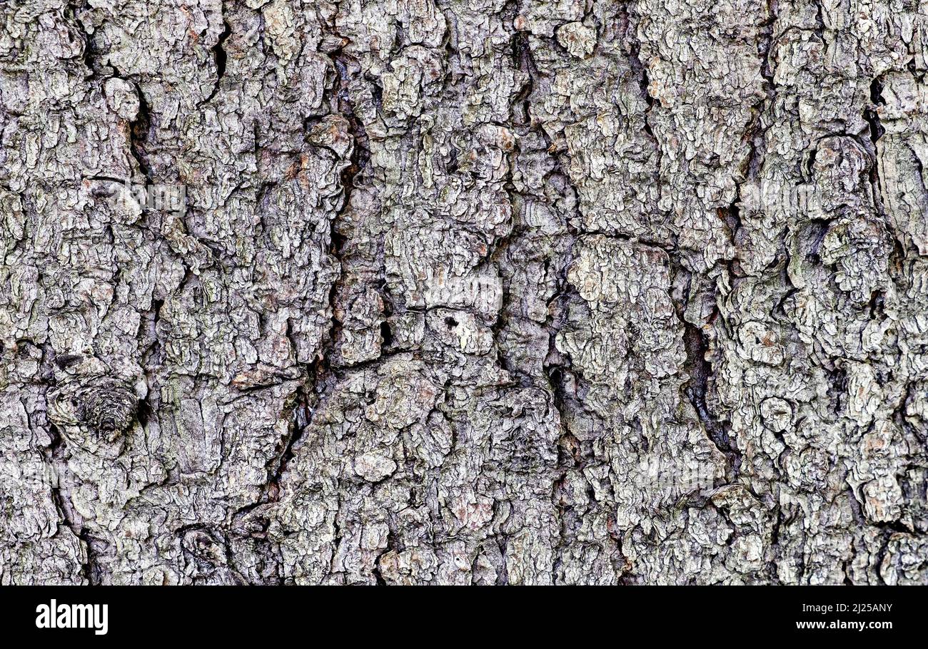Real bark of a tree hi-res stock photography and images - Alamy