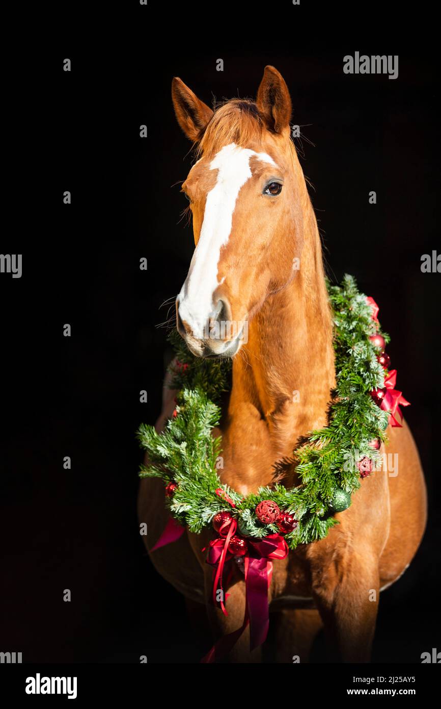 Trakehner. Portrait of a chestnut senior mare wearing a Christmas ...