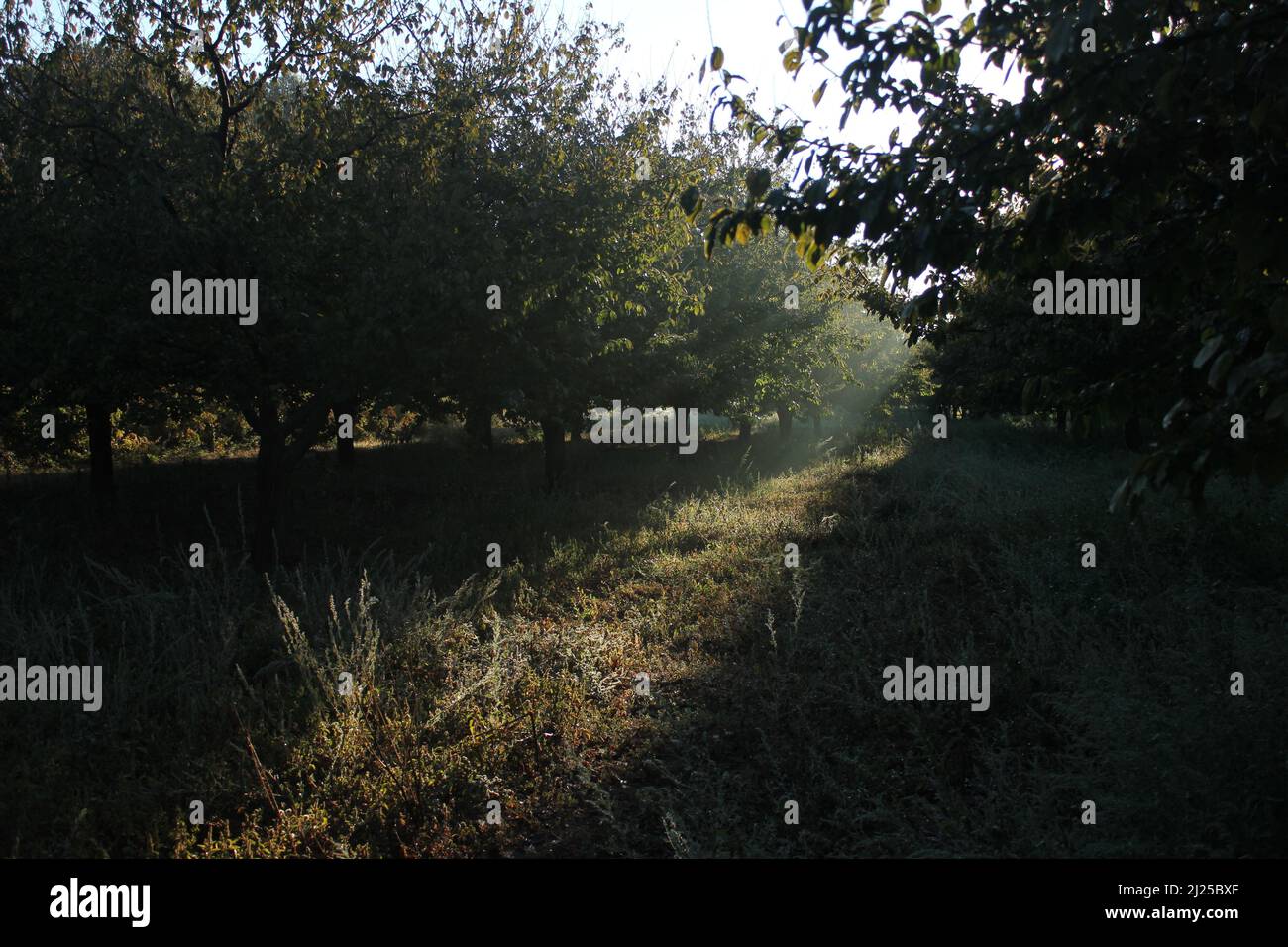 Sunlight falling through trees hi-res stock photography and images - Alamy