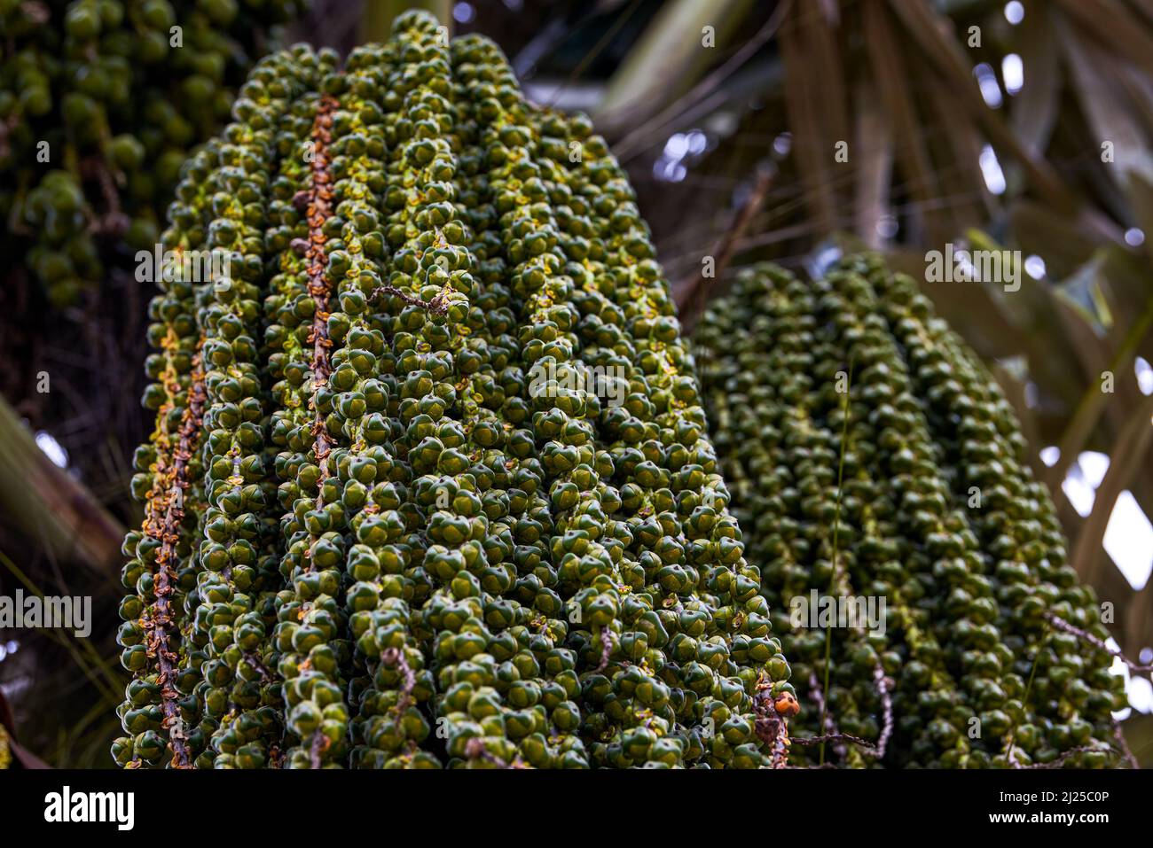 Fishtail palm seed hi-res stock photography and images - Alamy