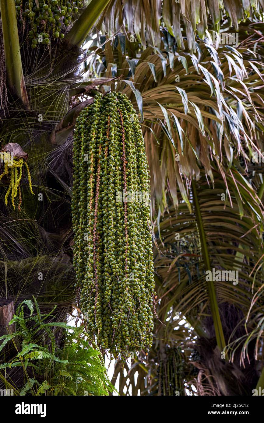 Fishtail palm tree hi-res stock photography and images - Alamy