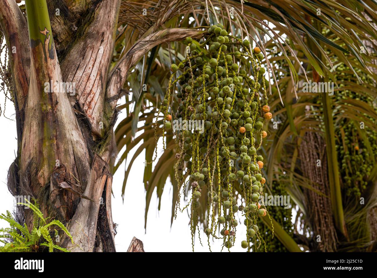Fishtail palm tree hi-res stock photography and images - Alamy
