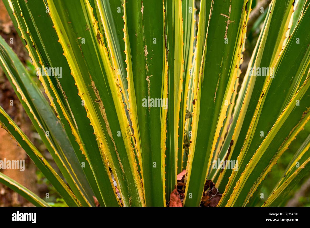 Close-up of a lush sisal plant in a botanical garden Stock Photo - Alamy