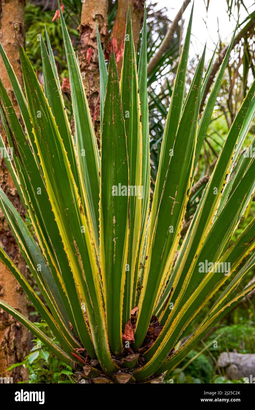 Close-up of a lush sisal plant in a botanical garden Stock Photo - Alamy