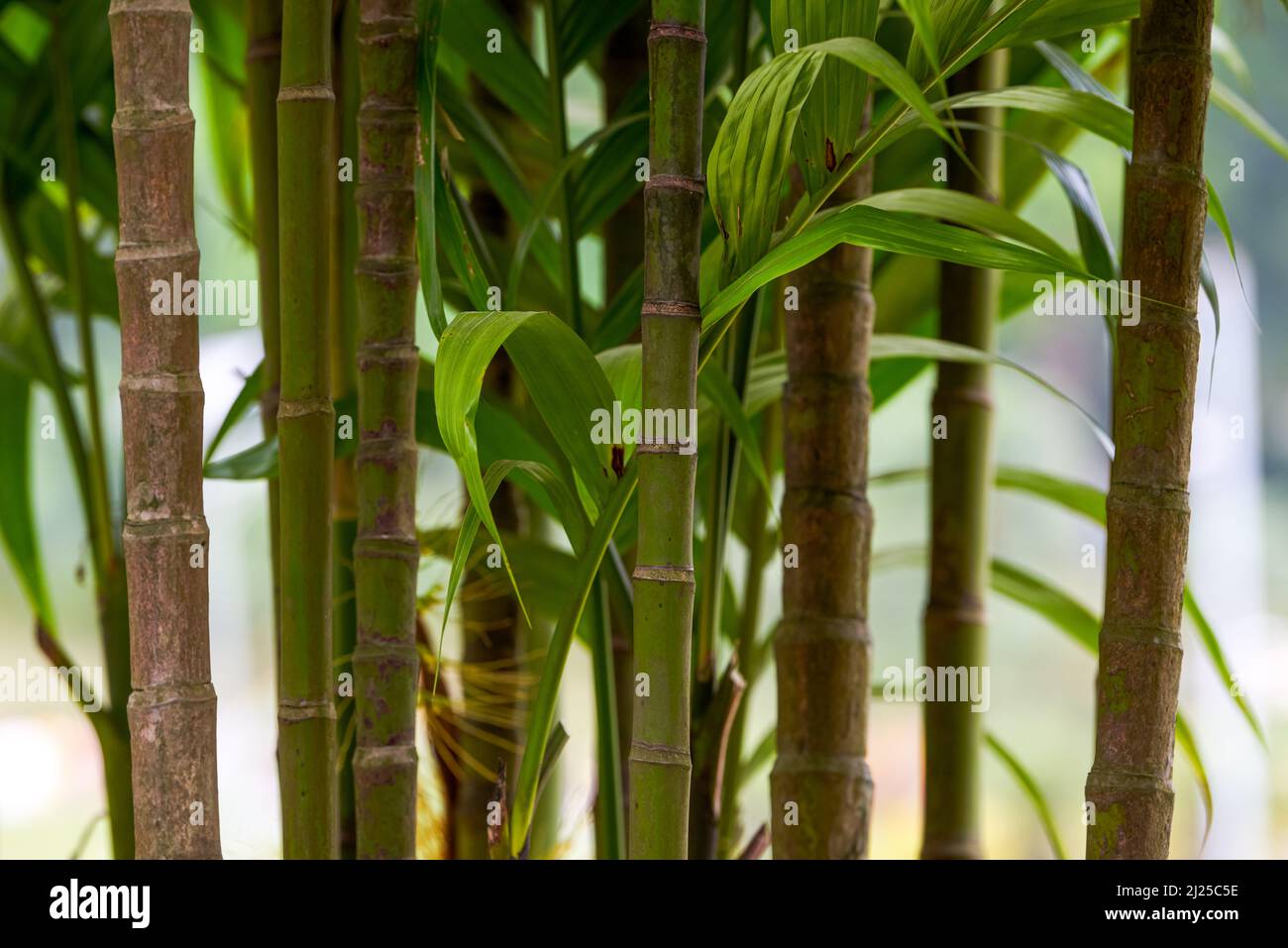 Bamboo clumps hi-res stock photography and images - Alamy