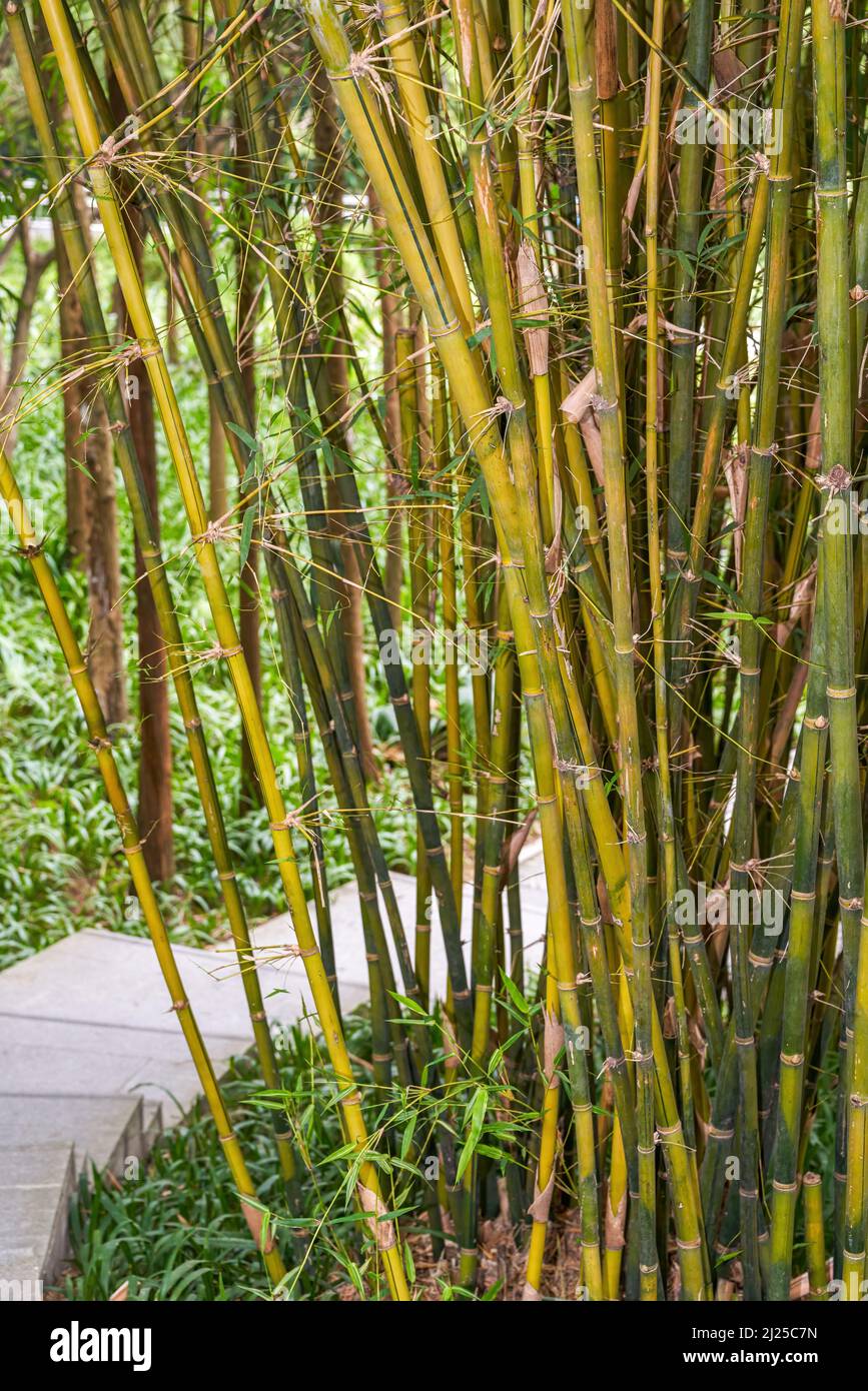 Bamboo clumps hi-res stock photography and images - Alamy