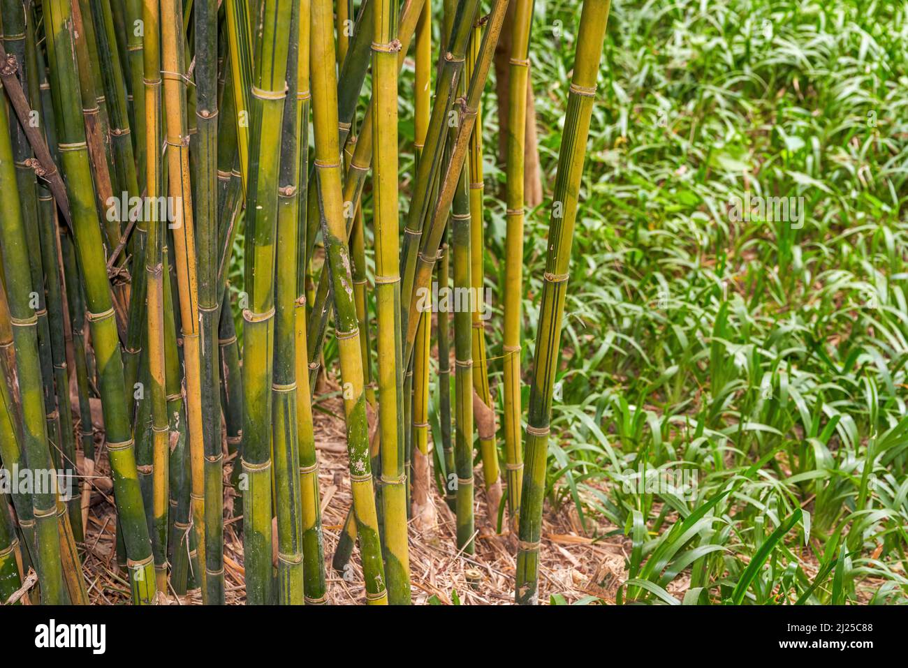 Bamboo clumps hi-res stock photography and images - Alamy