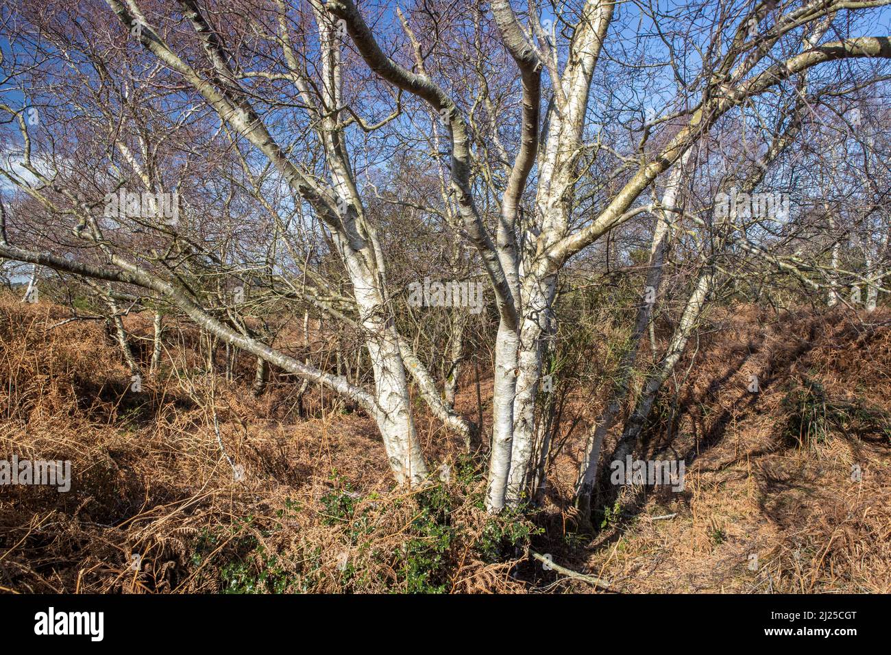 Downy birch tree, springtime, Bramble Bush Bay, Stone Island Lake ...
