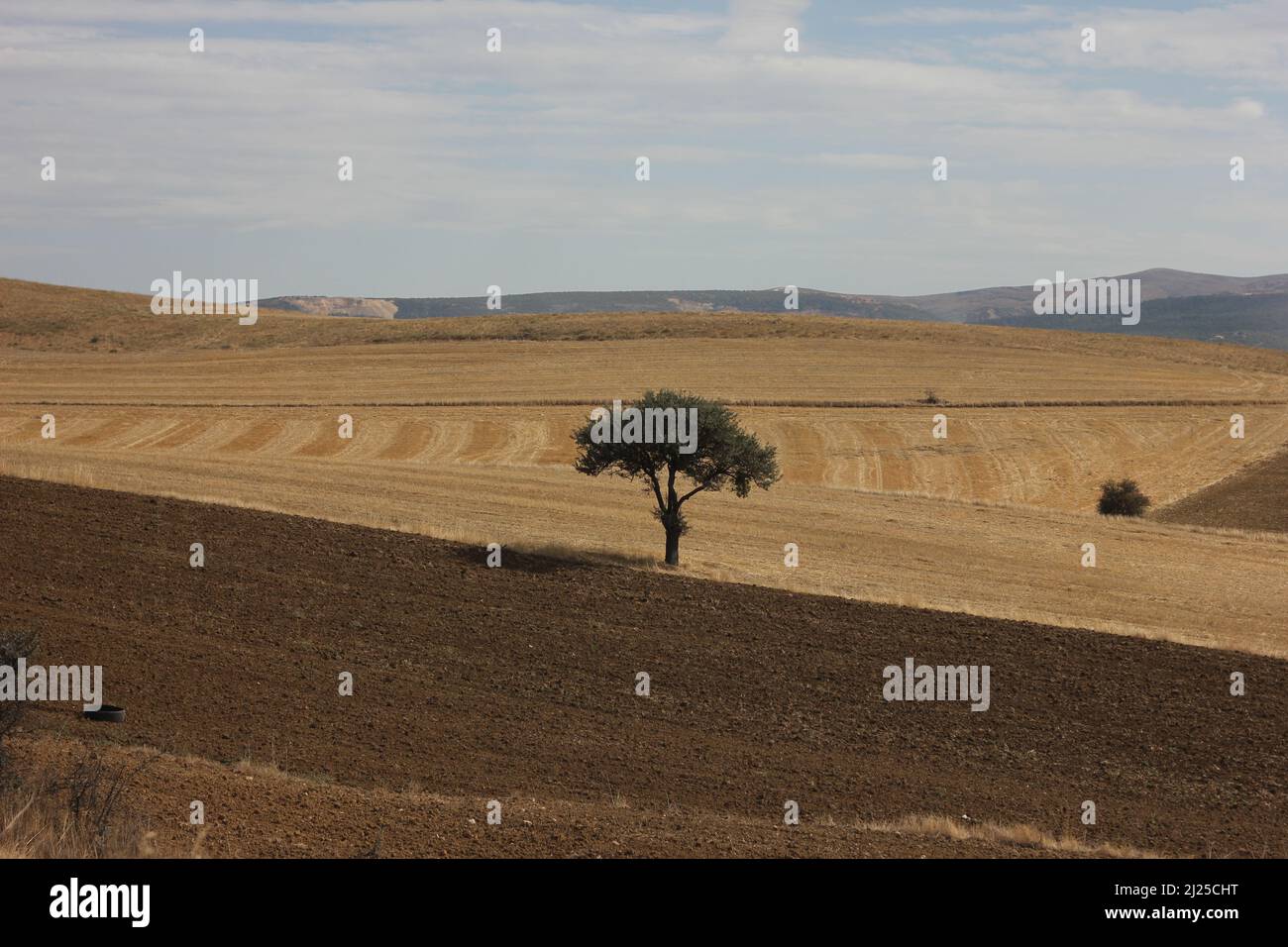Lonely green tree standing alone in the landscape surrounded by yellow ...