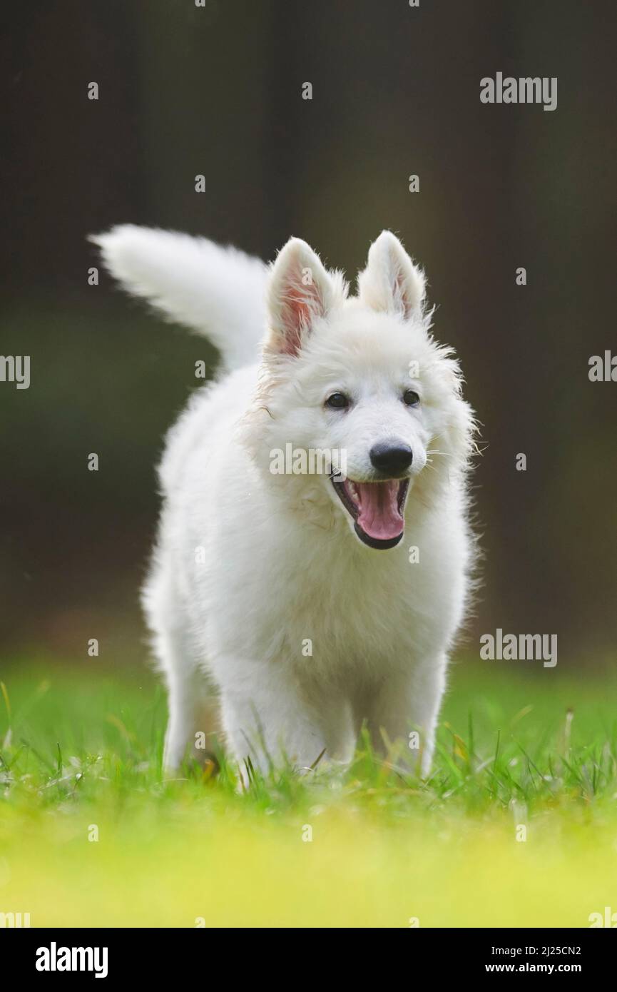 Berger Blanc Suisse, White Swiss Shepherd Dog. Puppy walking towards ...