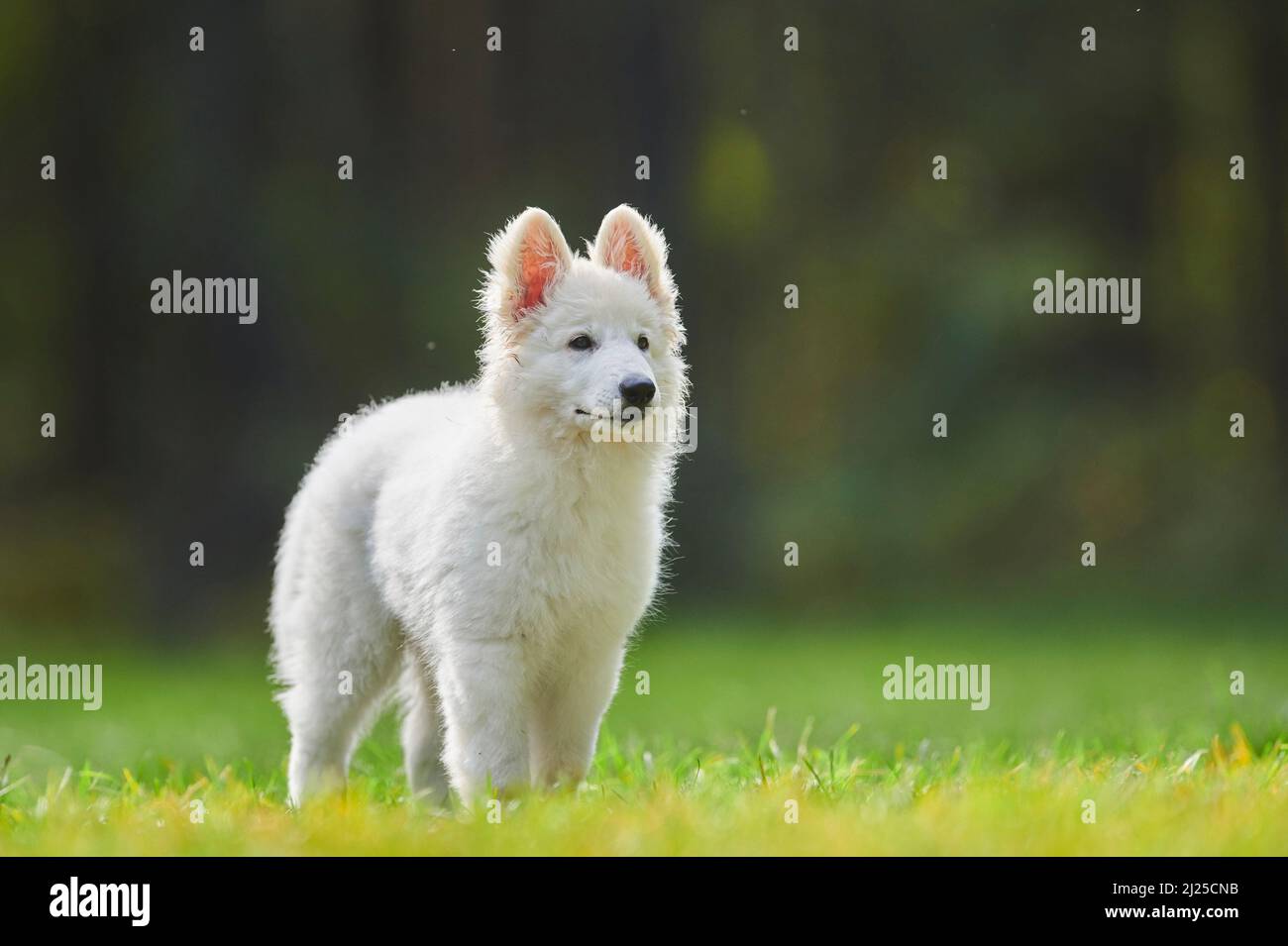 Berger Blanc Suisse, White Swiss Shepherd Dog. Puppy standing on a ...