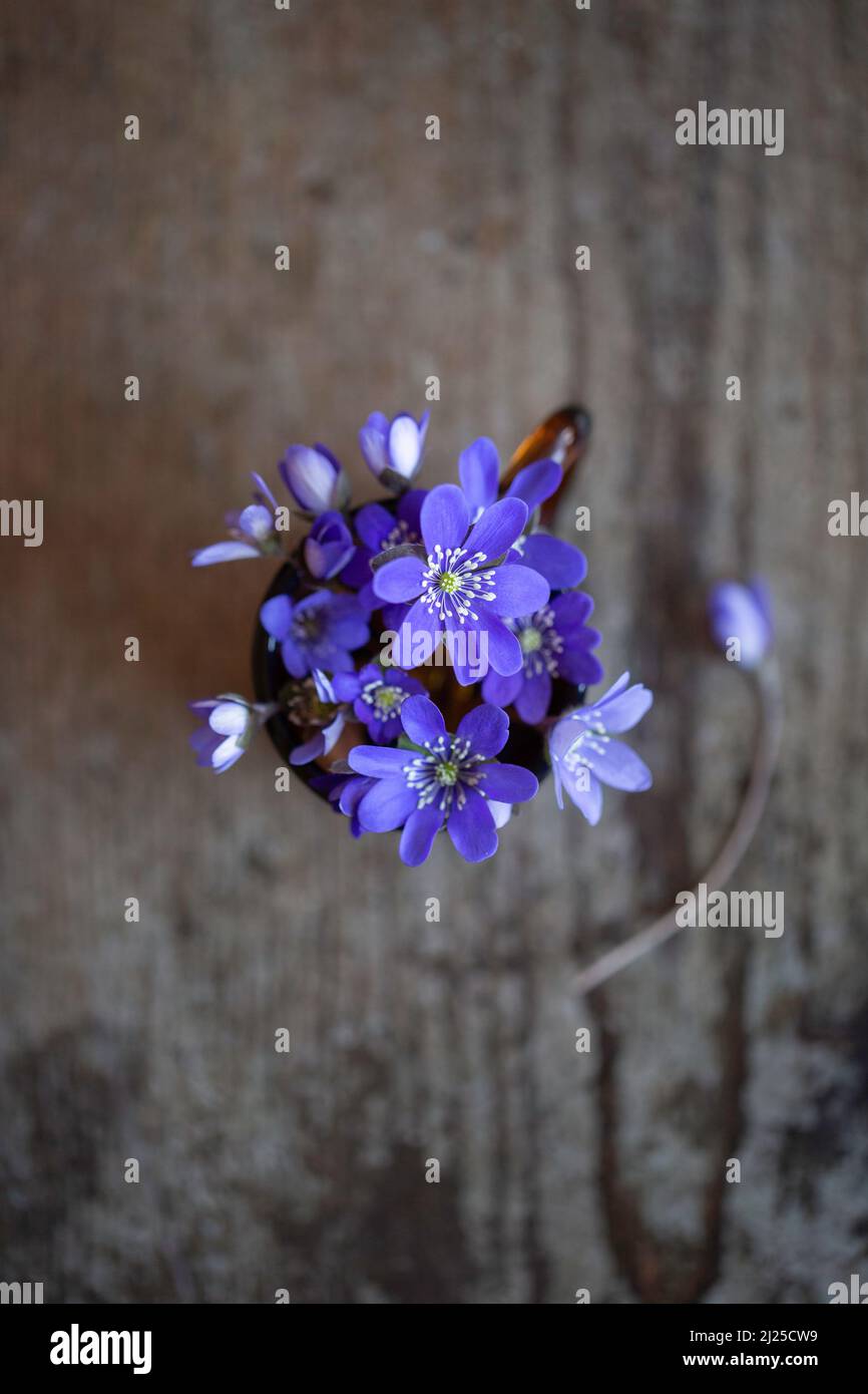 A small bouquet of hepatica flowers Stock Photo - Alamy
