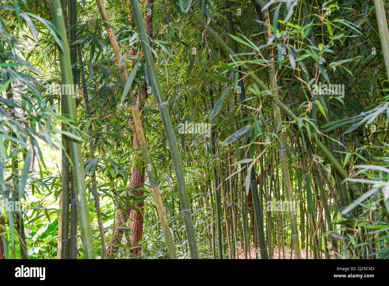 Close-up of clumps of prime bamboo forest in the park Stock Photo - Alamy