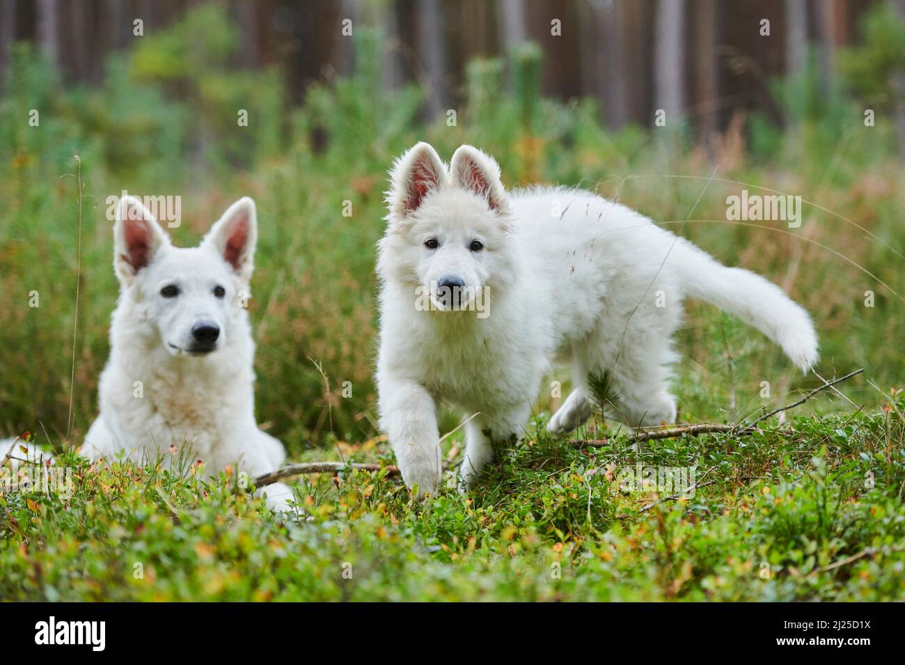 Berger Blanc Suisse, White Swiss Shepherd Dog. Mother lying while ...