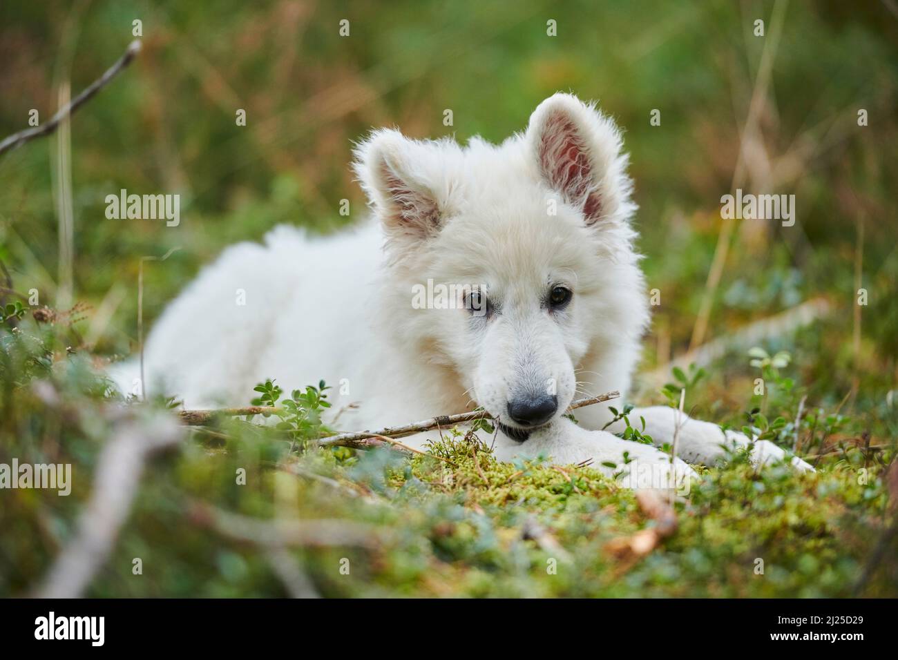 Berger Blanc Suisse, White Swiss Shepherd Dog. A lying puppy with a ...