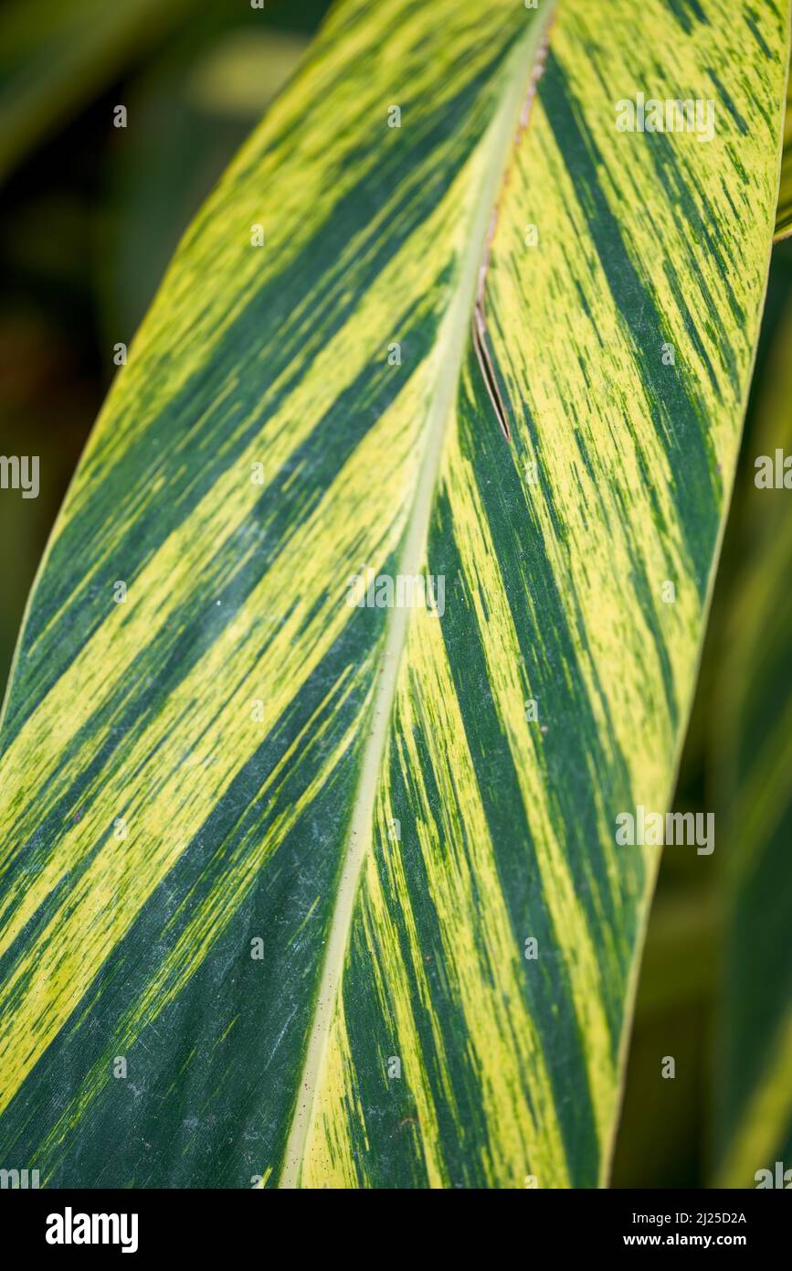 Shading fresh tea leaves hi-res stock photography and images - Alamy