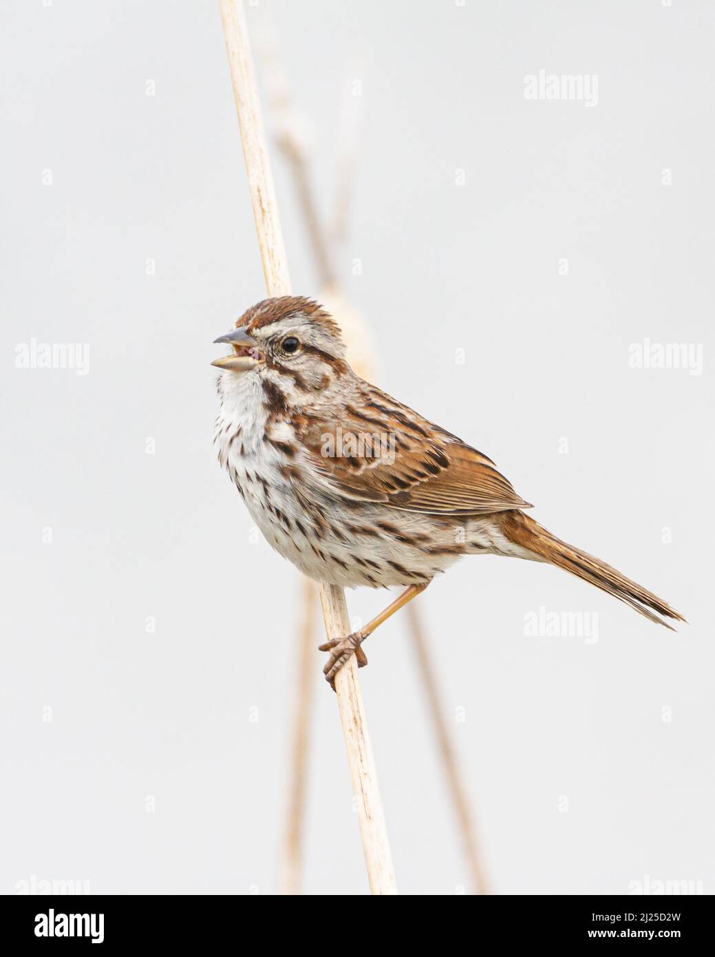 Song Sparrow singing on cattail stem against white background Stock ...