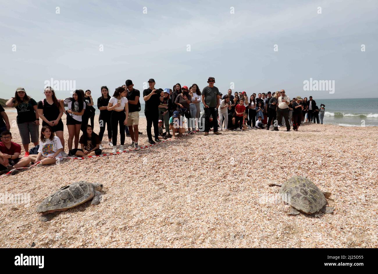 Rishon Letzion. 29th Mar, 2022. People look on as loggerhead sea ...