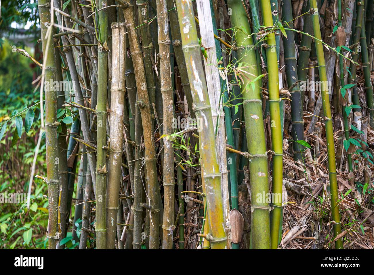 Close-up of clumps of prime bamboo forest in the park Stock Photo - Alamy