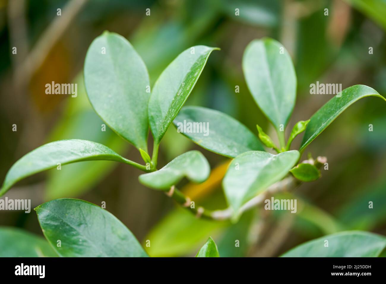Shading fresh tea leaves hi-res stock photography and images - Alamy