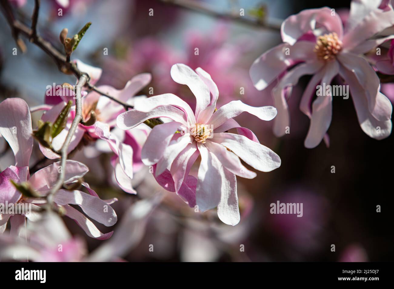 Closeup of magnolia flower, textured background, wallpaper Stock Photo ...