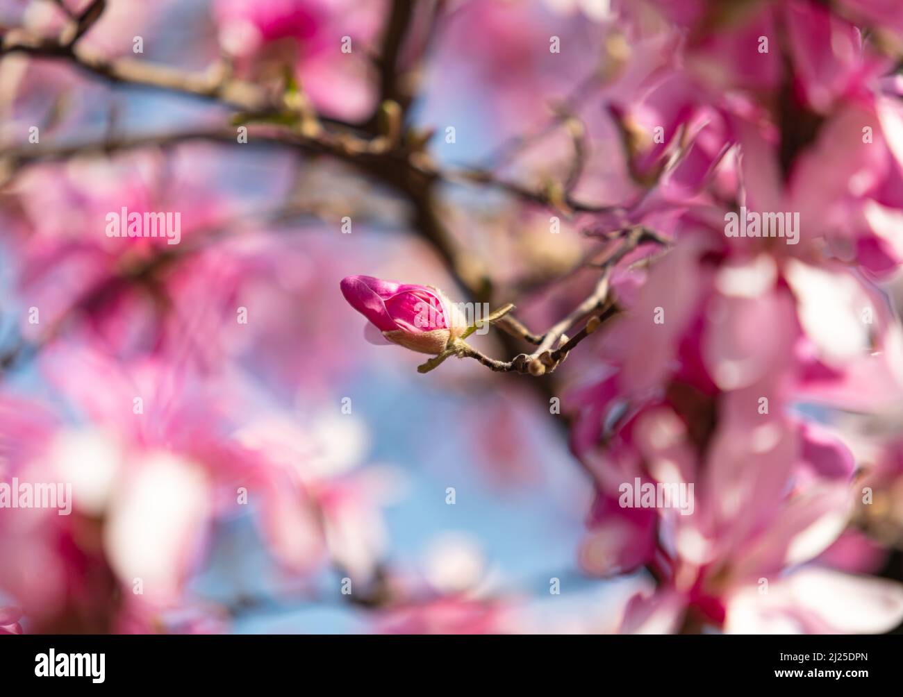 Closeup of magnolia flower, textured background, wallpaper Stock Photo ...