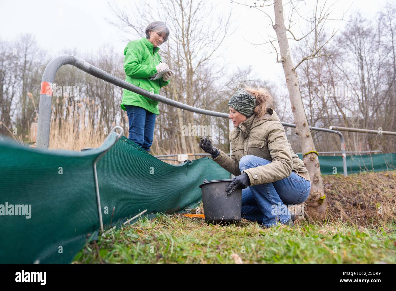 Group of newts hi-res stock photography and images - Alamy