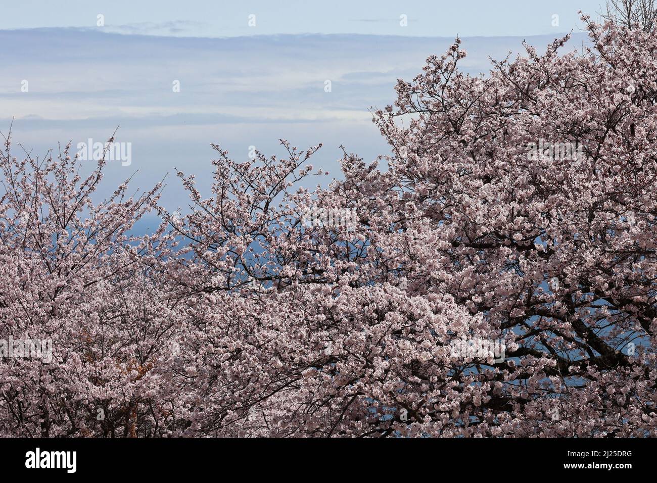 Tokyo japan march 30 2022 hi-res stock photography and images - Alamy