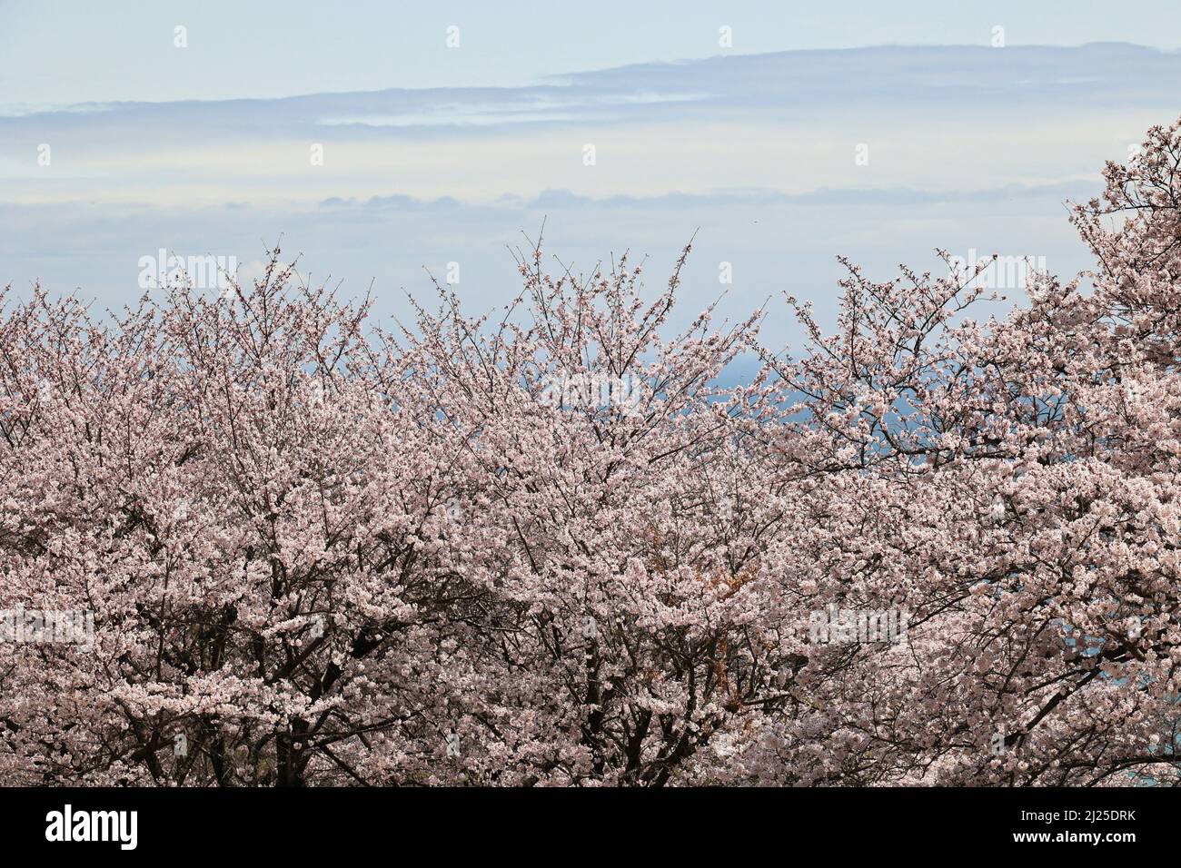 Tokyo japan march 30 2022 hi-res stock photography and images - Alamy