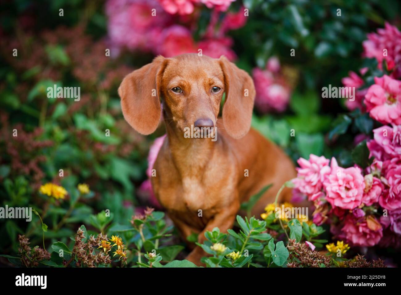 Smooth Dachshund. Adult dog sitting next to pink roses in a garden ...