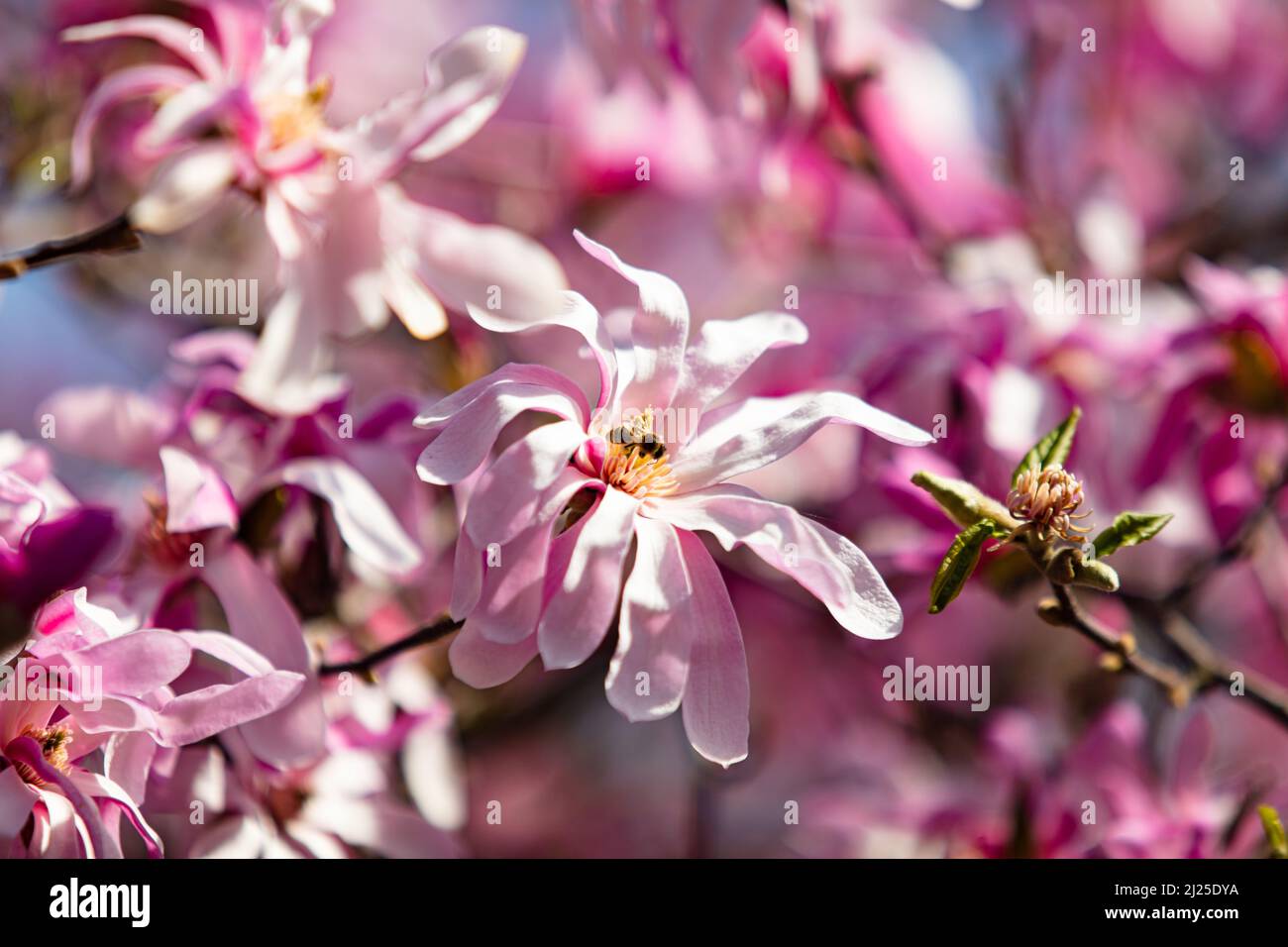 Closeup of magnolia flower, textured background, wallpaper Stock Photo ...